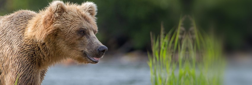 Alaska Tour & Travel | Vacations, Hotels, Tours, Cruises & Railroad Trips