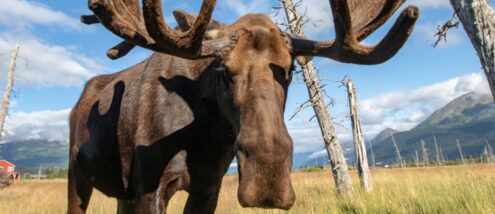 Anchorage Alaska Travel Guide | AlaskaTravel.com