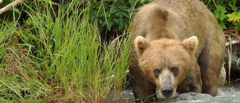 Bear Viewing Flight Redoubt Bay from Anchorage | AlaskaTravel.com
