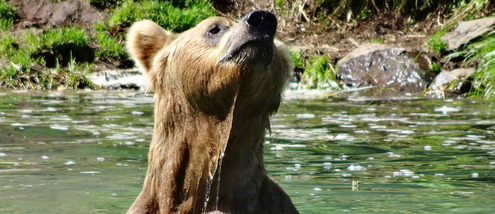 Bear Viewing Flight Redoubt Bay from Anchorage | AlaskaTravel.com