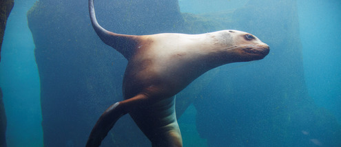 Alaska SeaLife Center Seward | AlaskaTravel.com