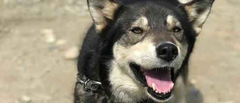 Traveling with Pets in Alaska | AlaskaTravel.com