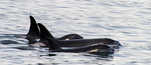 Orca Quest Cruise from Seward | Whale Watching Cruises | AlaskaTravel.com