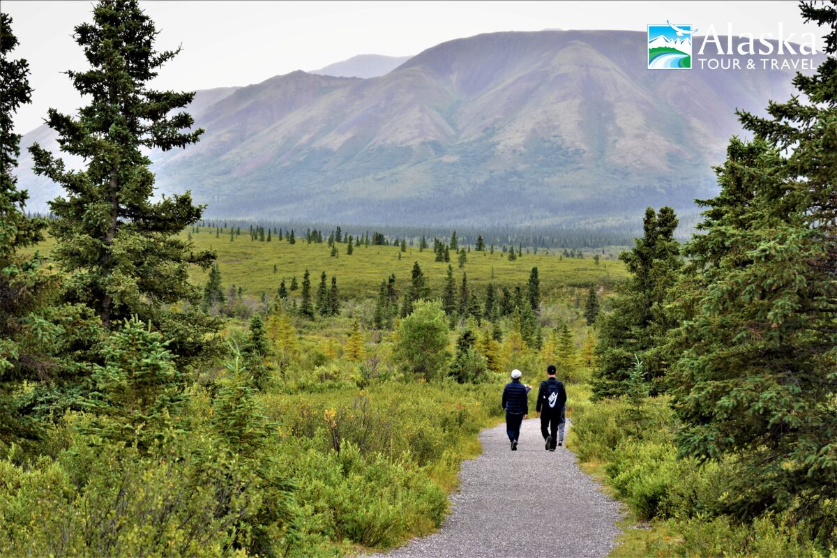 Top 5 Denali Park Hikes for Visitors | AlaskaTravel.com