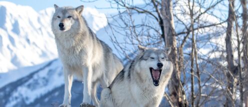 Turnagain Turn Tour from Anchorage | AlaskaTravel.com